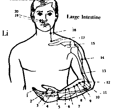 Li1 Justbehind the corner of the fingernail of the index finger, on the