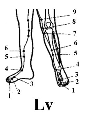 LV1 Justbehind the nail of the big toe, near the corner of the side
