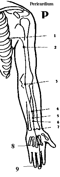 P3 In thedeepest hollow of the inner elbow, along the crease,